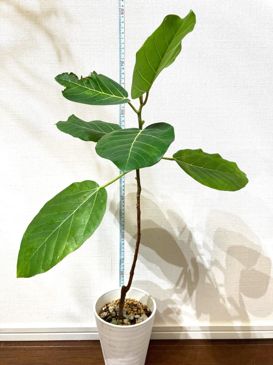 Yahoo!オークション - 1円〜 フィカス エベレスト 希少 入手困難 ウン...