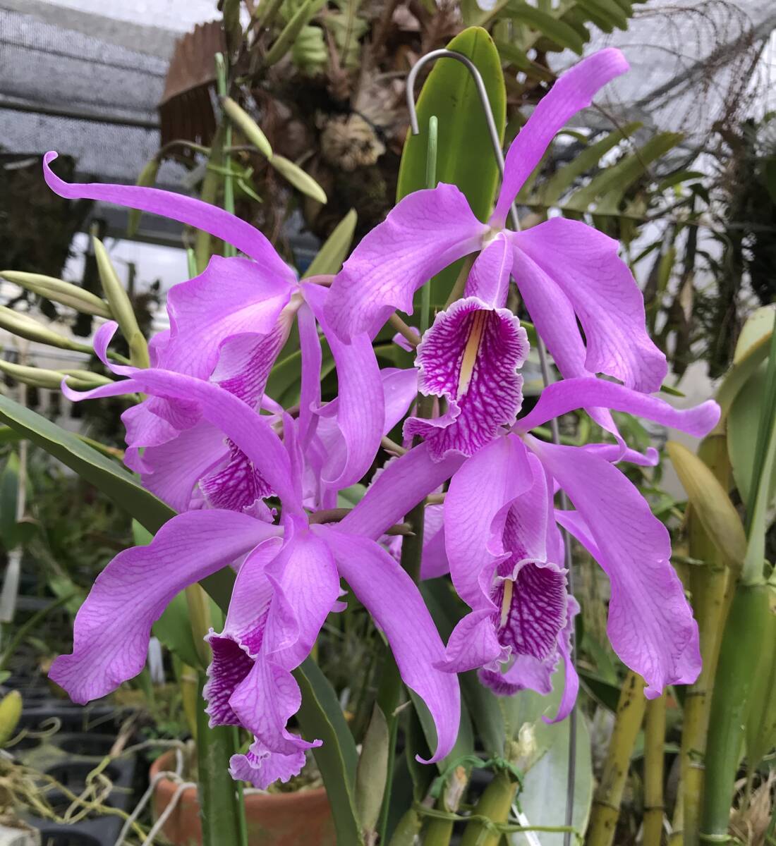 Yahoo!オークション - 洋蘭原種 カトレア C maxima 'Nuevo Mundo' (OG)