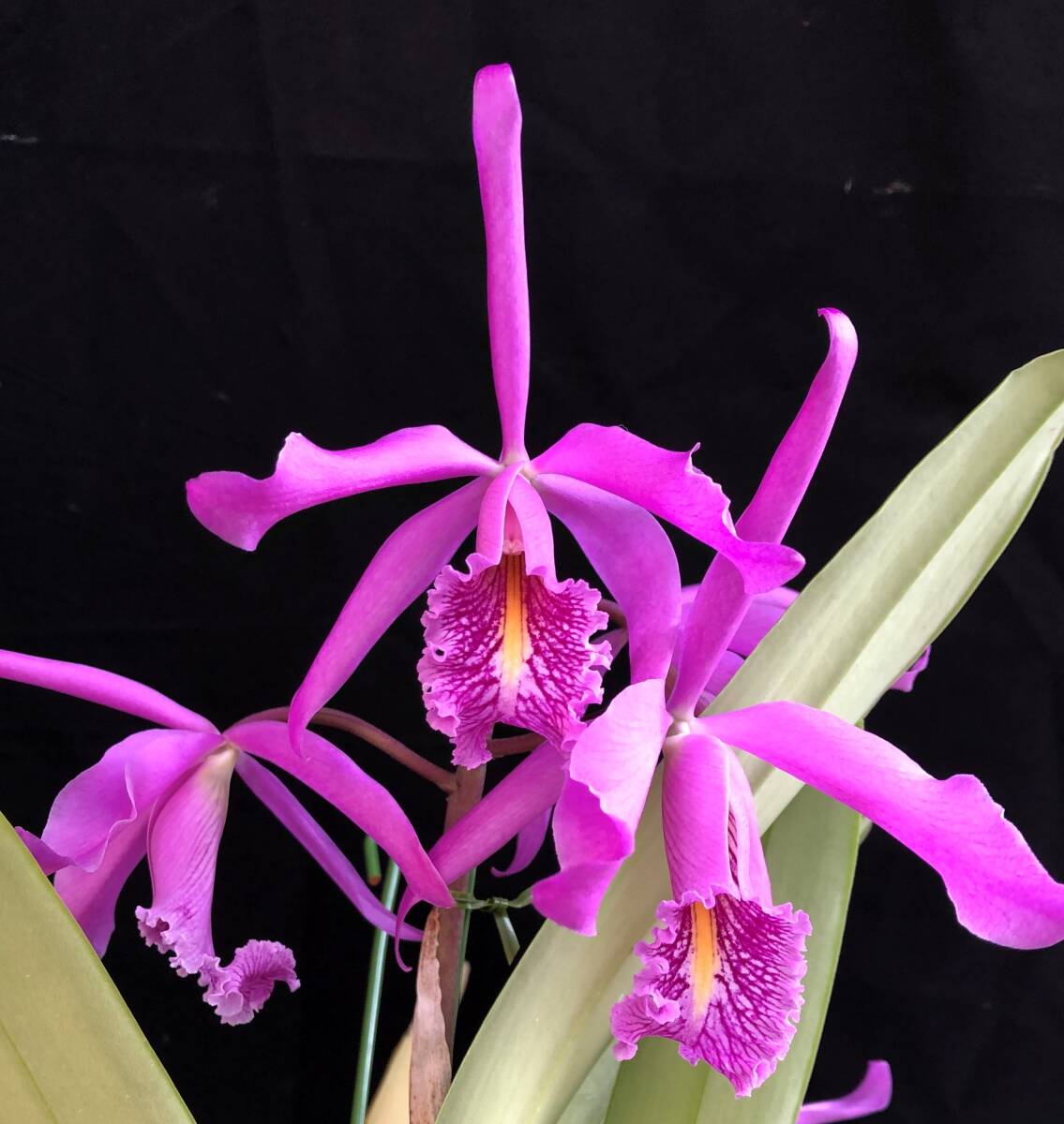 Yahoo!オークション - 洋蘭原種 カトレア C maxima rubra 'Cuatro'