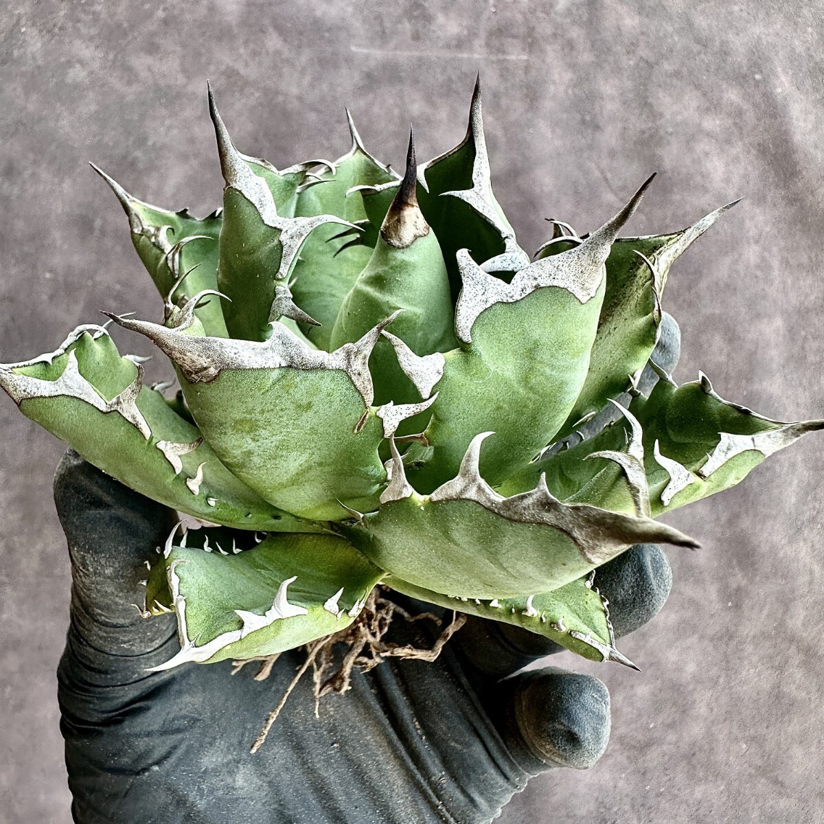 Yahoo!オークション - 【Lj_plants】Z778 アガベ チタノタ 姫厳竜 肉厚...