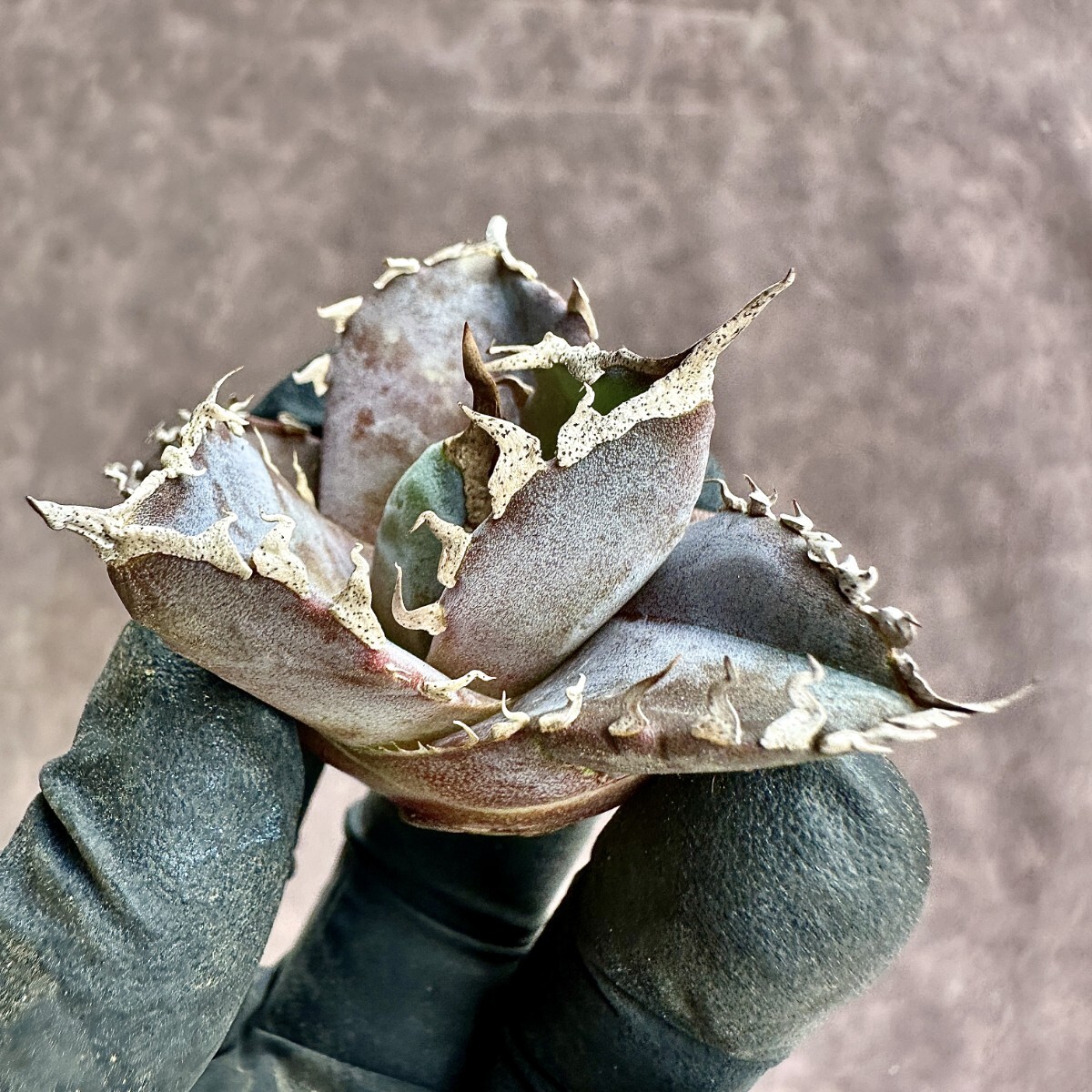 Yahoo!オークション - 【Lj_plants】Z816 アガベ チタノタ 金剛 agave ...