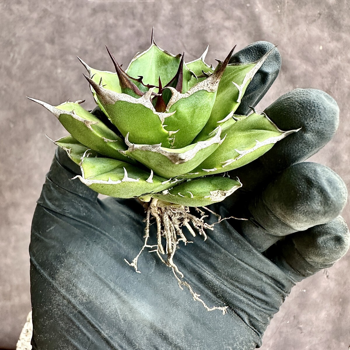 Yahoo!オークション - 【Lj_plants】Z844 特選 アガベ 多肉植物 ホリダ...