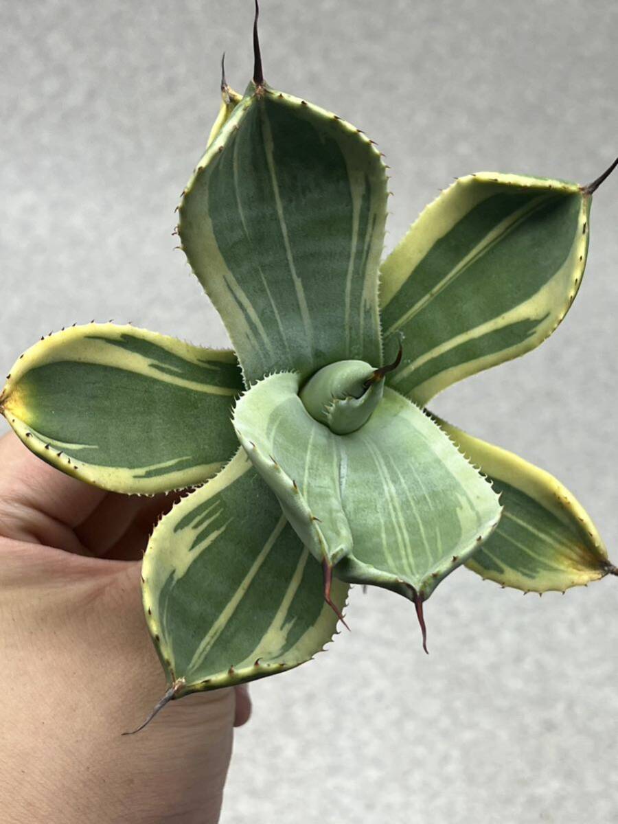 Yahoo!オークション - 027-7多肉植物 アガベ 多肉植物 パリー トランカ...