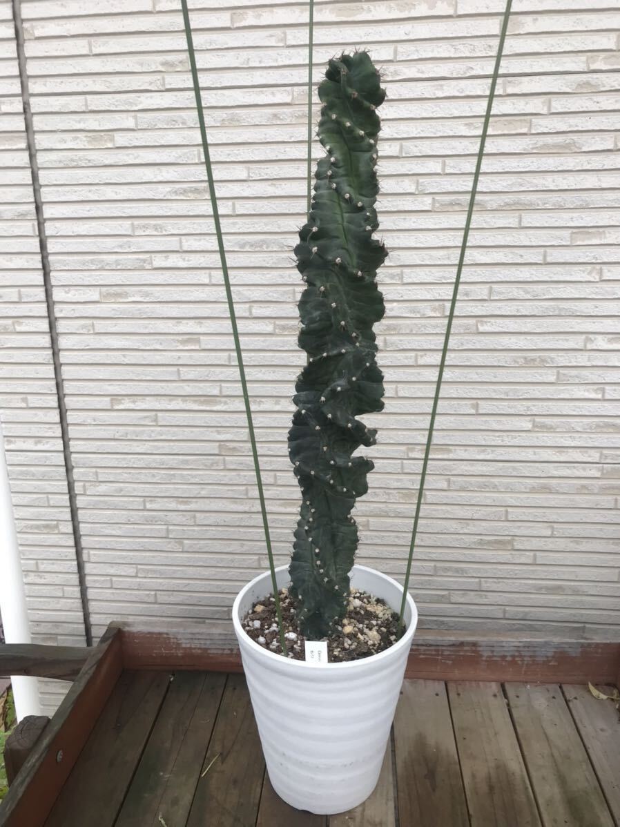 スパイラルサボテン スピラリス 6号 70cmサイズ 幹部51cm 現品 ③ セレウス ベルヴィアナス(サボテン)｜売買されたオークション情報、yahooの商品情報をアーカイブ公開 ...