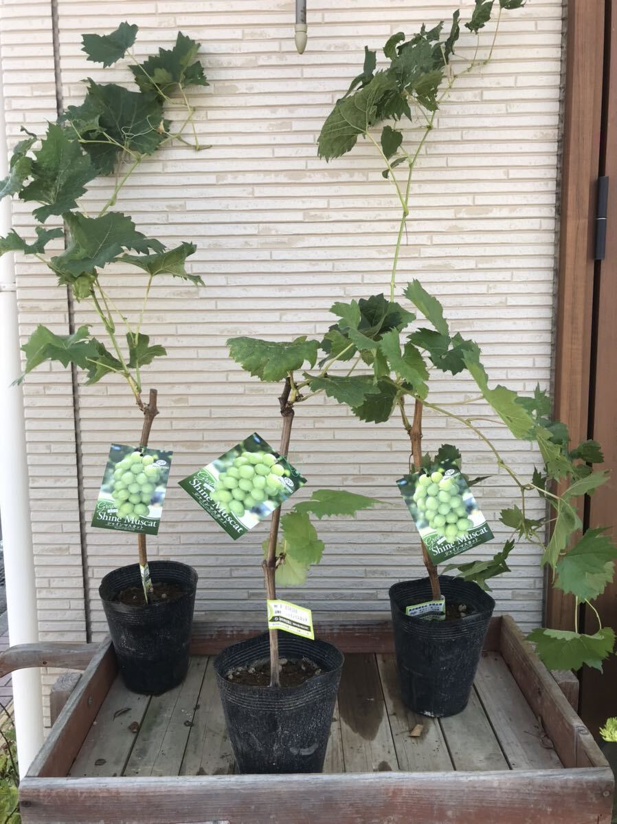 Yahoo!オークション - シャインマスカット 5号サイズ 70-80cm 安心の...