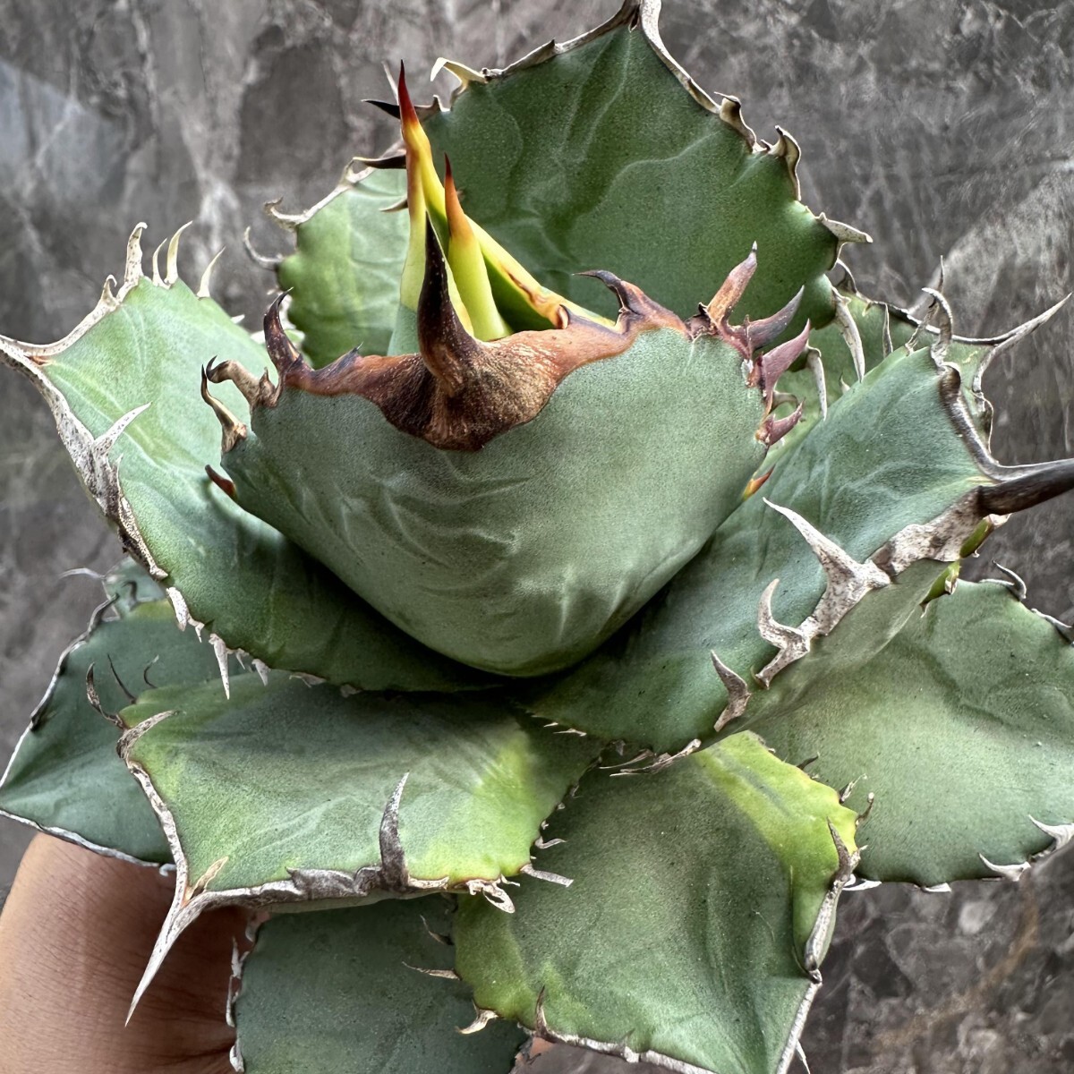 Yahoo!オークション - Z6 特選 アガベ 多肉植物 AGAVE TITANOTA FO-076...