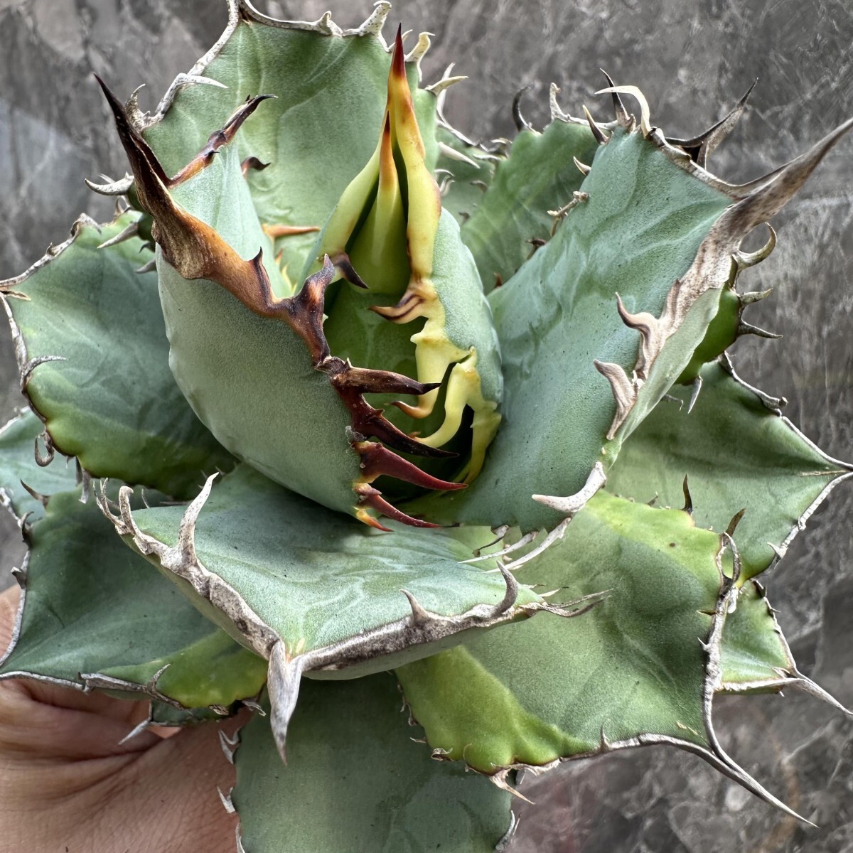Yahoo!オークション - Z6 特選 アガベ 多肉植物 AGAVE TITANOTA FO-076...