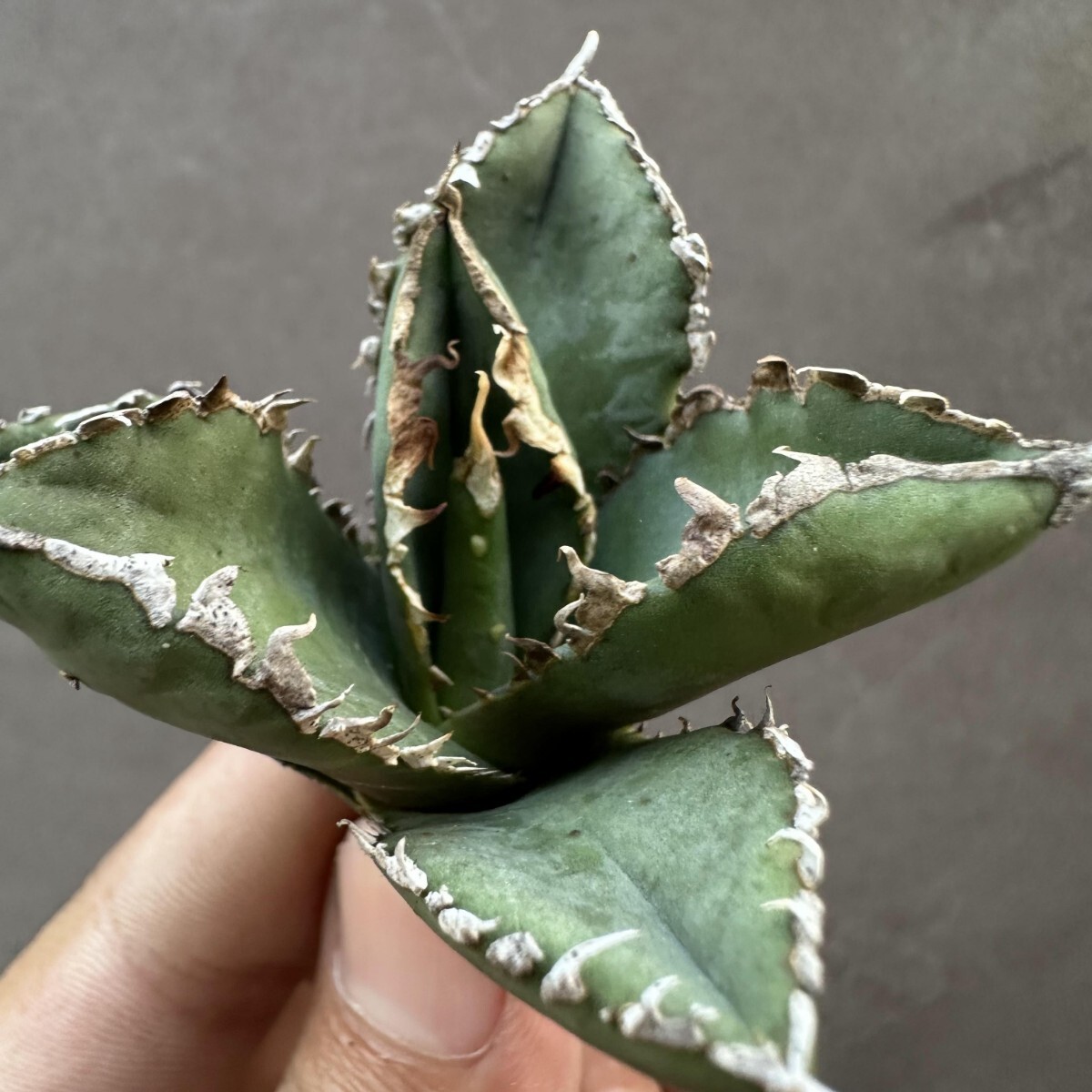 Yahoo!オークション - O14 特選 アガベ 多肉植物 チタノタ 狼人 強棘 ...