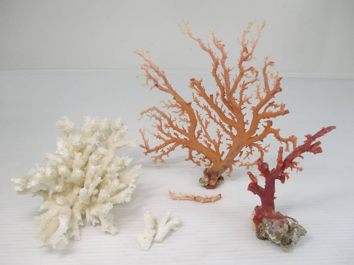 2409605-021 珊瑚 サンゴ 枝 原木 裸石 ルース 加工用 重量約99g/約156g/約399g 計3点(根付)｜売買されたオークション情報、yahooの商品情報をアーカイブ公開 ...