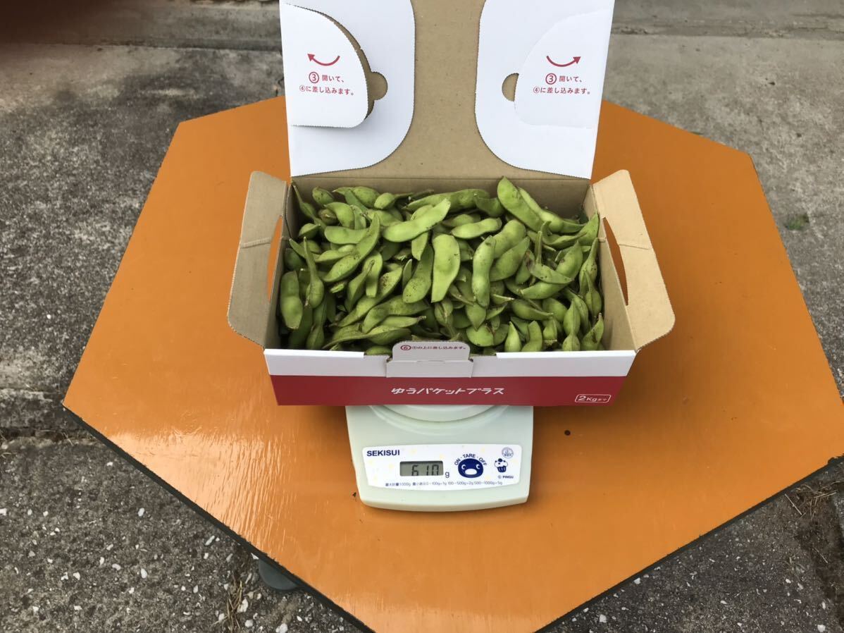 丹波篠山産 黒大豆枝豆｜Yahoo!フリマ（旧PayPayフリマ）