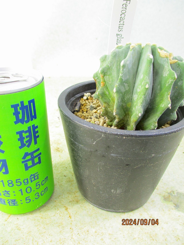 Yahoo!オークション - [緑の市場] フェロカクタス (9163)全高 16㎝ 定...