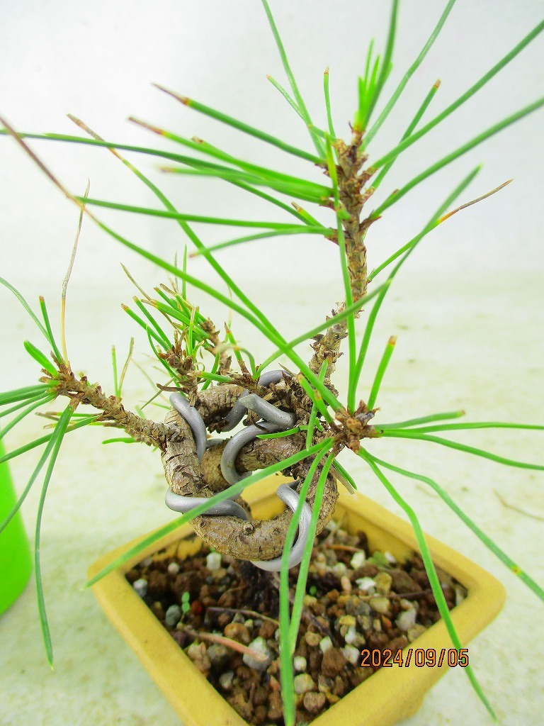 Yahoo!オークション - [緑の市場] ミニ盆栽 黒松(9195)全高 17㎝【小型...