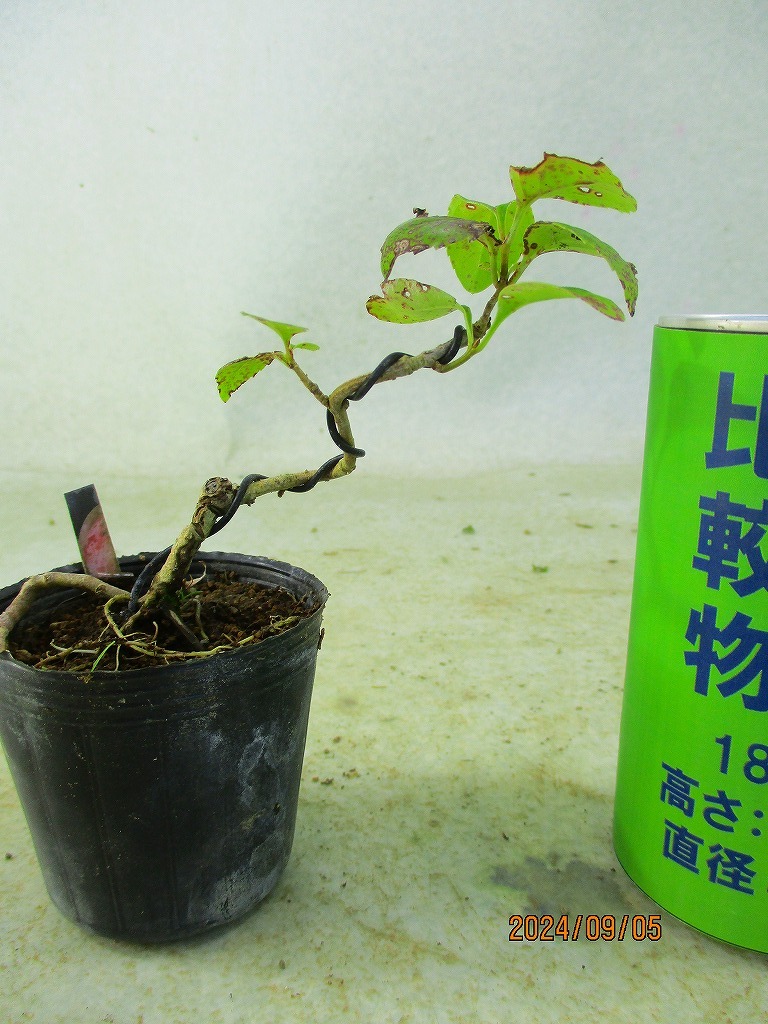 Yahoo!オークション - [緑の市場] 小品盆栽素材 レンギョウ(9243)画像...