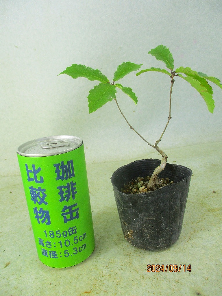 Yahoo!オークション - [緑の市場] 小品盆栽素材 コナラ (9818)画像全高...