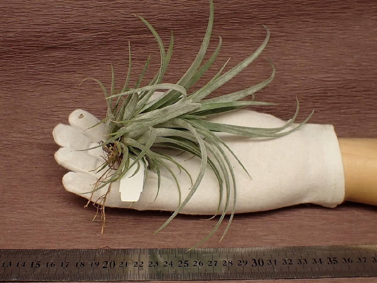 Tillandsia 'BC' x T.ionantha 'Huamelula' エアプランツYC(アナナス)｜売買されたオークション情報、yahooの商品情報をアーカイブ公開 ...