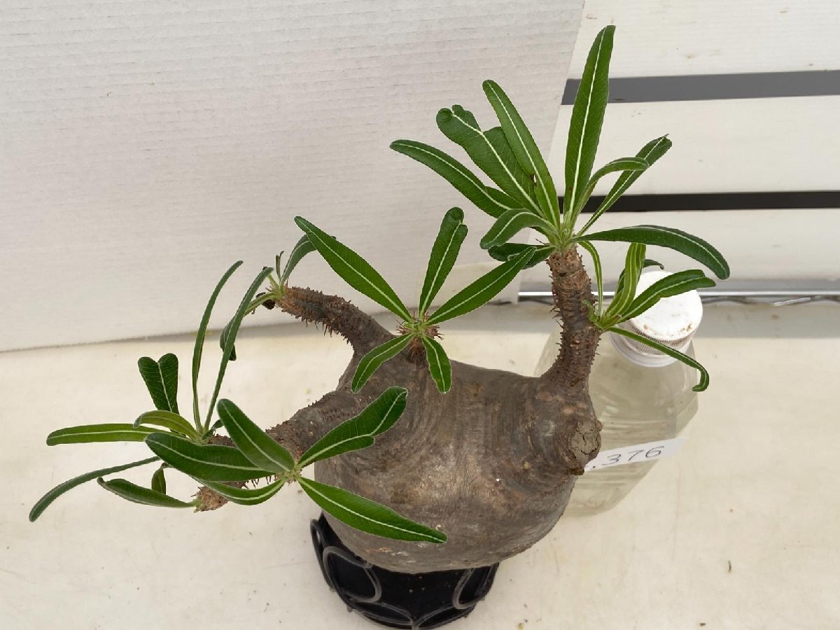 Yahoo!オークション - 4376 「塊根植物」パキポディウム グラキリス M ...