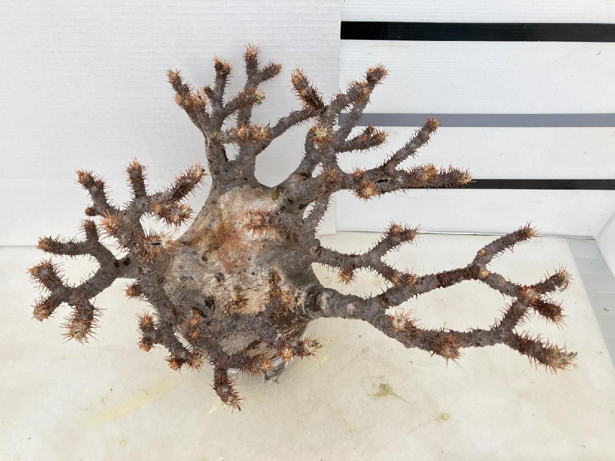 Yahoo!オークション - 6506 「塊根植物」パキポディウム グラキリスL ...