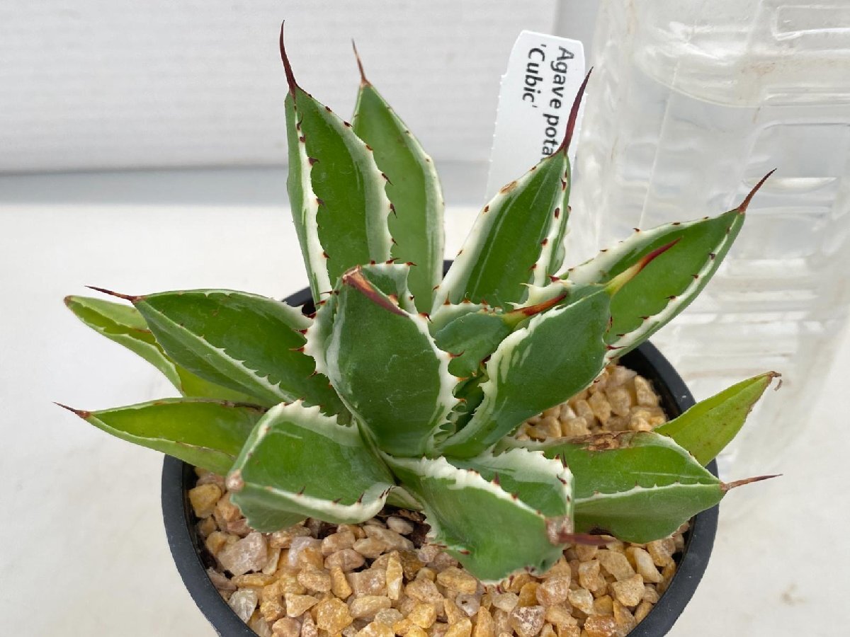 Yahoo!オークション - 8606 「多肉植物F」アガベ キュービック 斑入り...