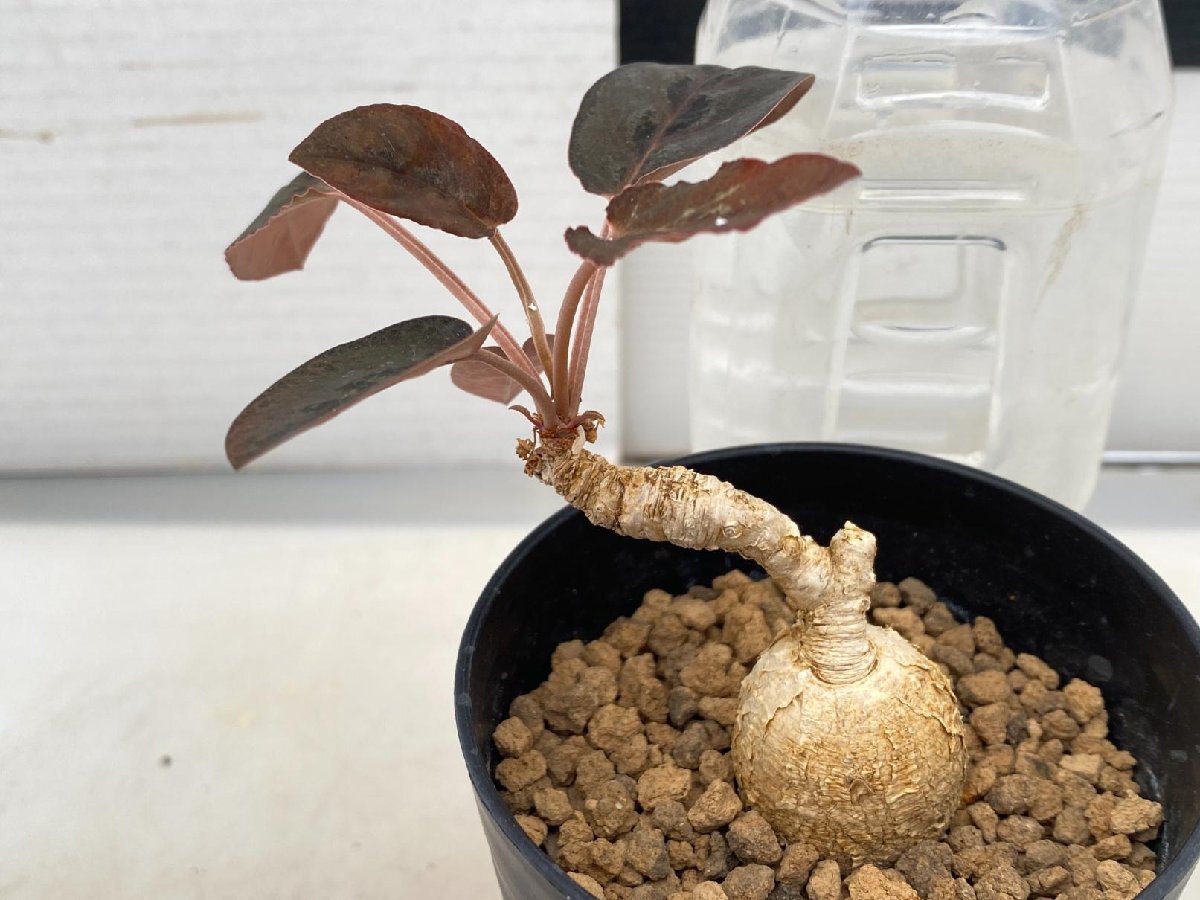 Yahoo!オークション - 8685 「多肉植物」ユーフォルビア ラバティ レッ...