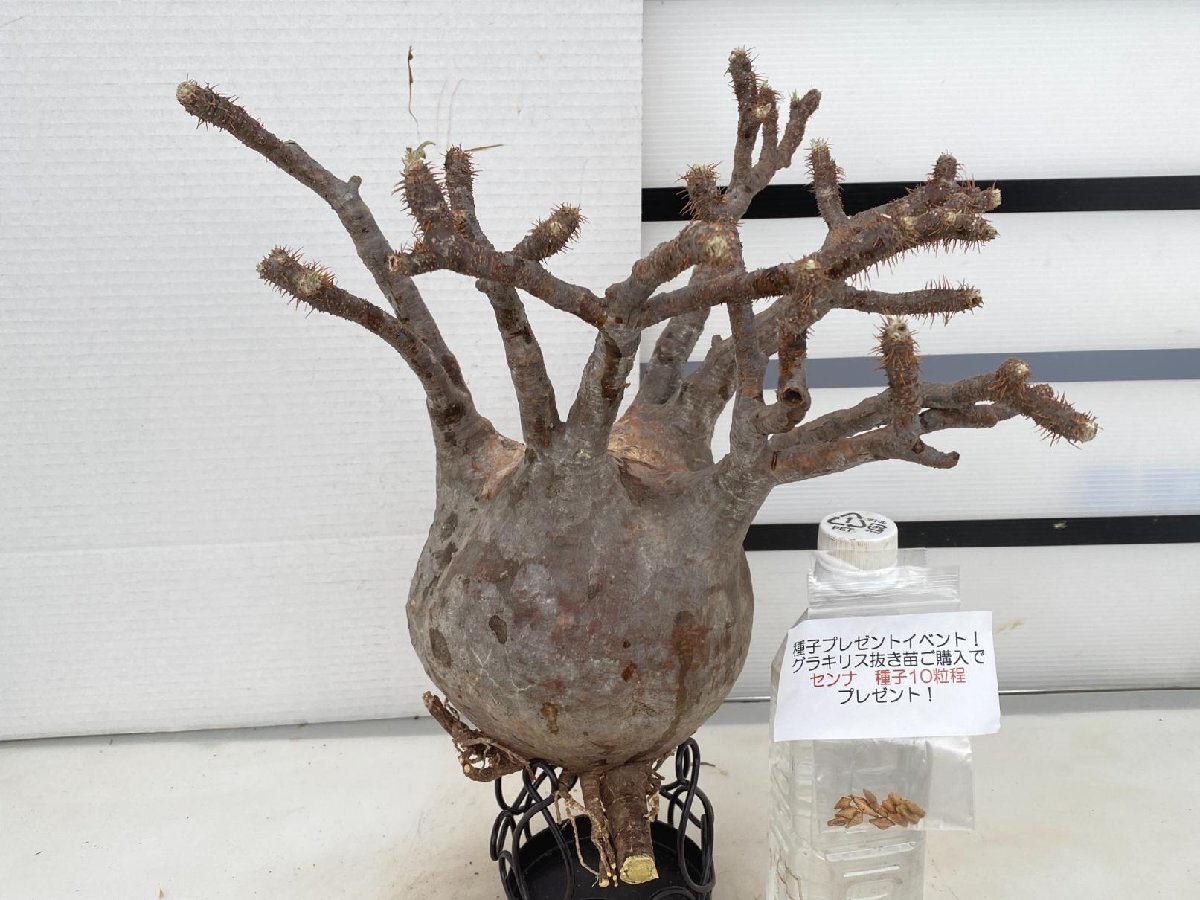 Yahoo!オークション - 8797 「塊根植物」パキポディウム グラキリスL ...