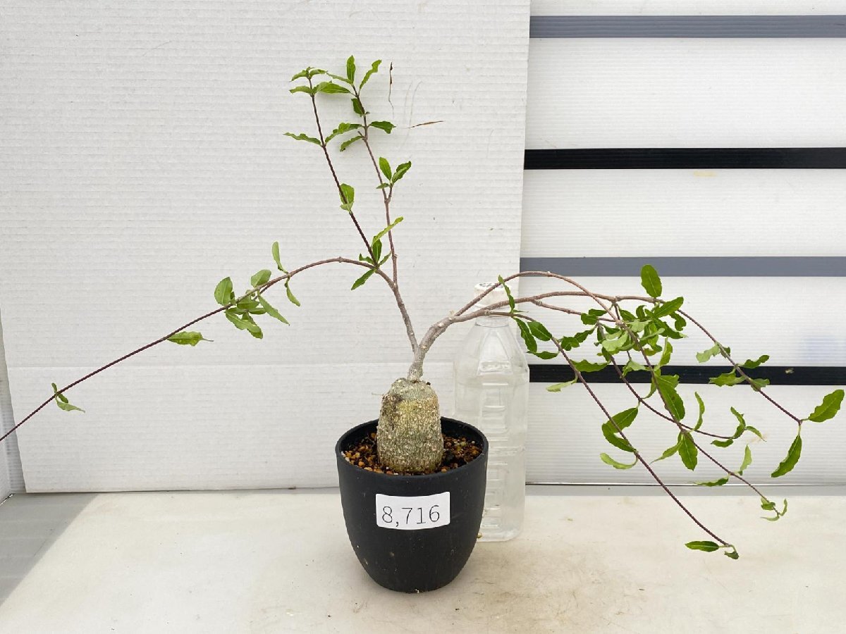 Yahoo!オークション - 8716 「実生」フォッケア クリスパ 根上げ式【塊...