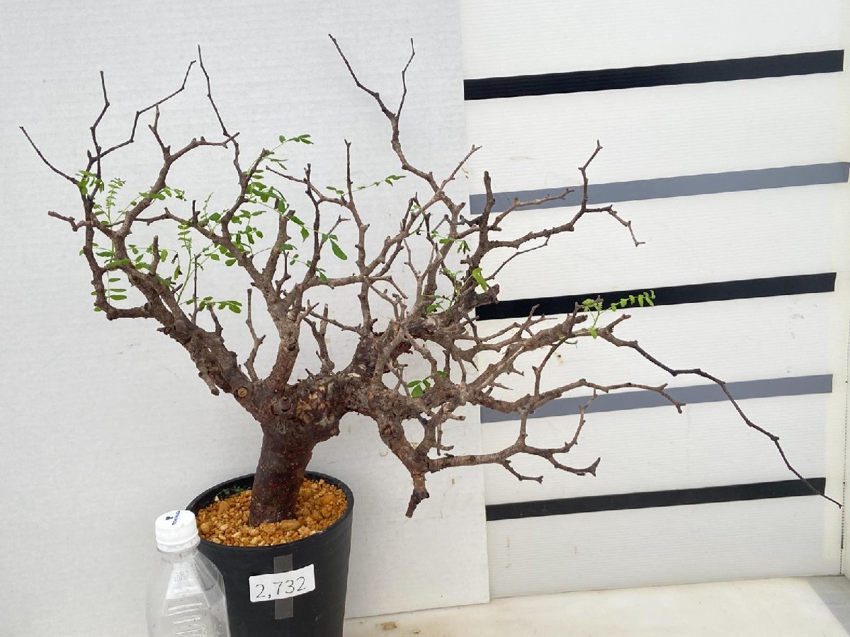 Yahoo!オークション - 2732 「塊根植物」コミフォラ モンストローサ 植...