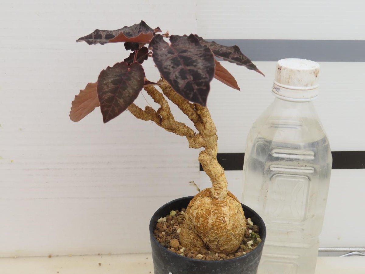 Yahoo!オークション - 4088 「多肉植物」ユーフォルビア ラバティ レッ...