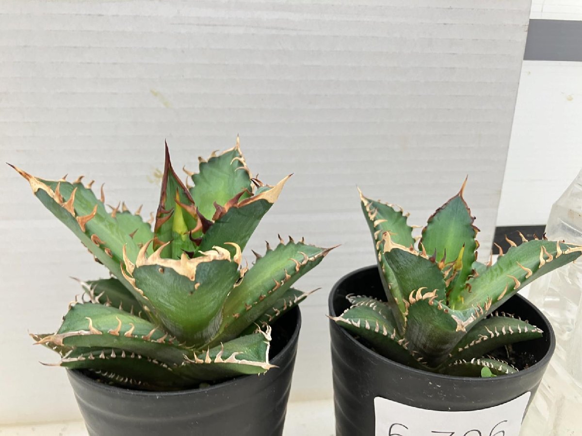 Yahoo!オークション - 6706 「高級」アガベ チタノタ 赤猫 2株セット【...