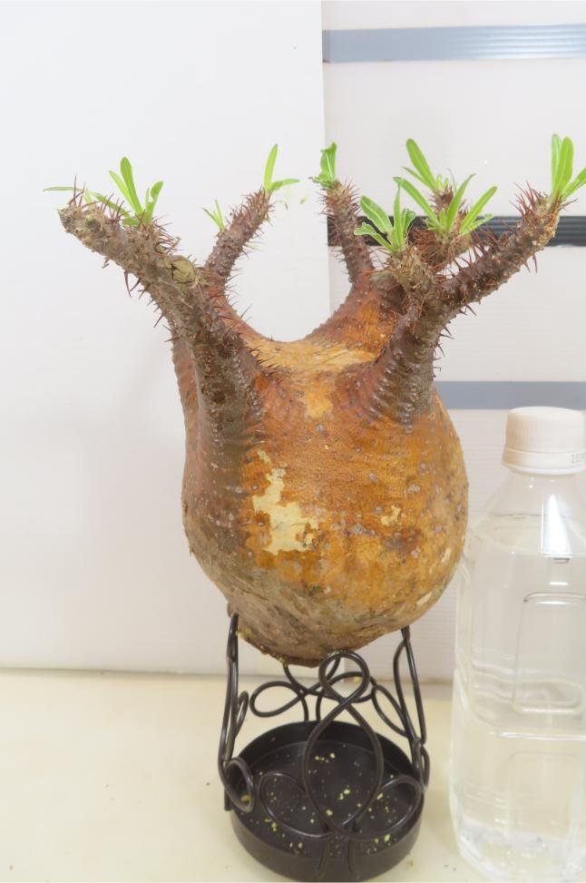 Yahoo!オークション - 2874 「塊根植物」パキポディウム グラキリス L ...