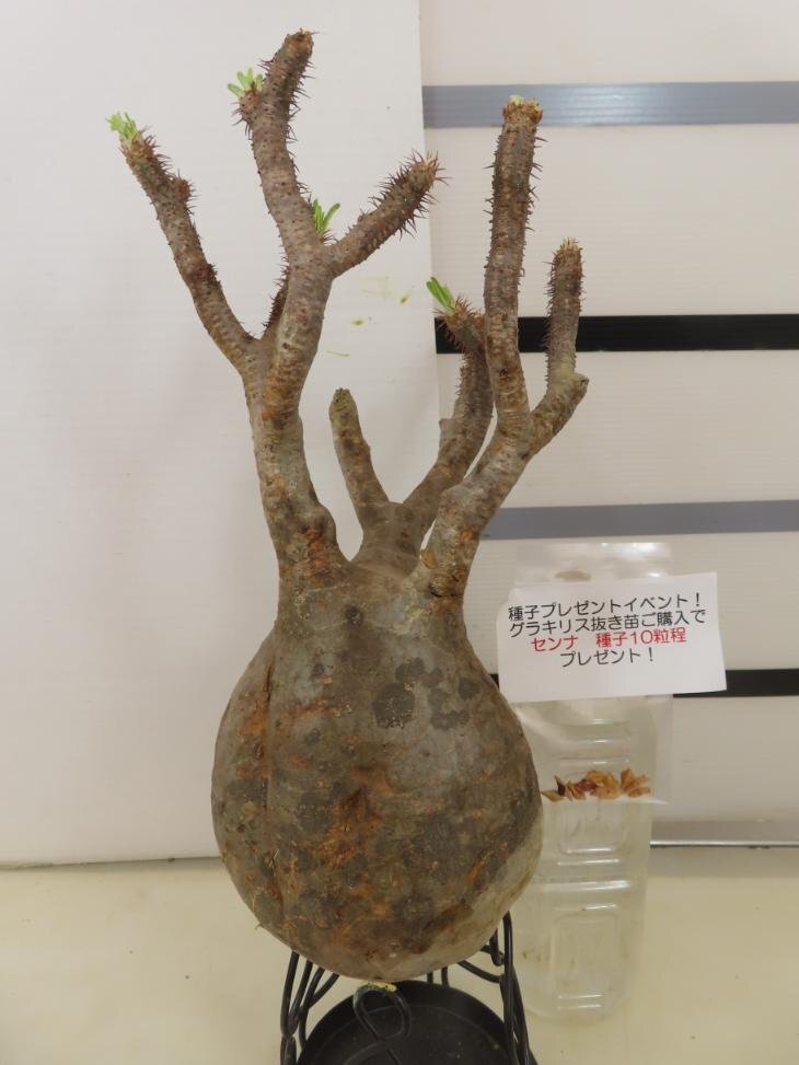 Yahoo!オークション - 8266 「塊根植物」パキポディウム グラキリスM ...