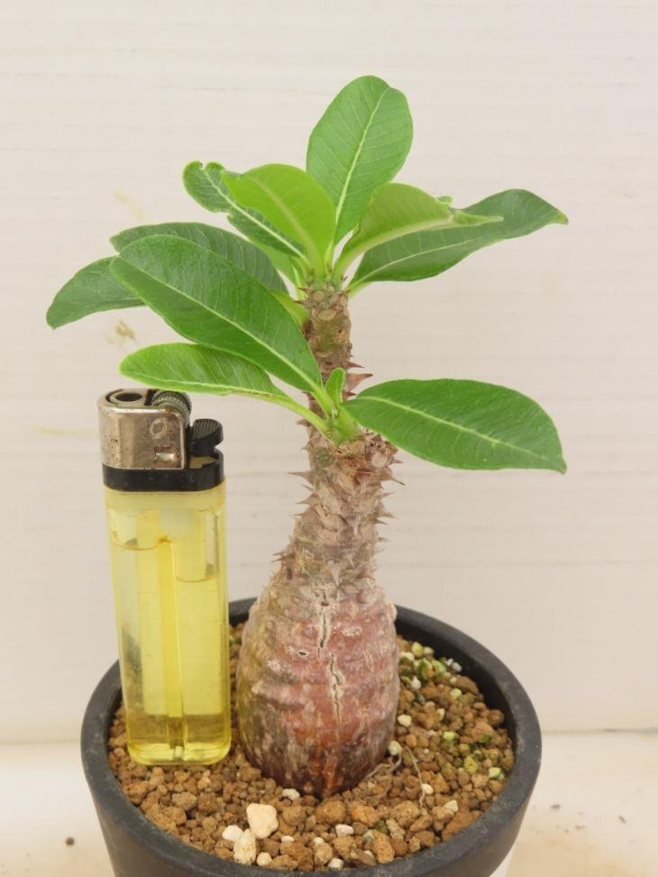 Yahoo!オークション - 6247 「実生」パキポディウム ウィンゾリ植え【...