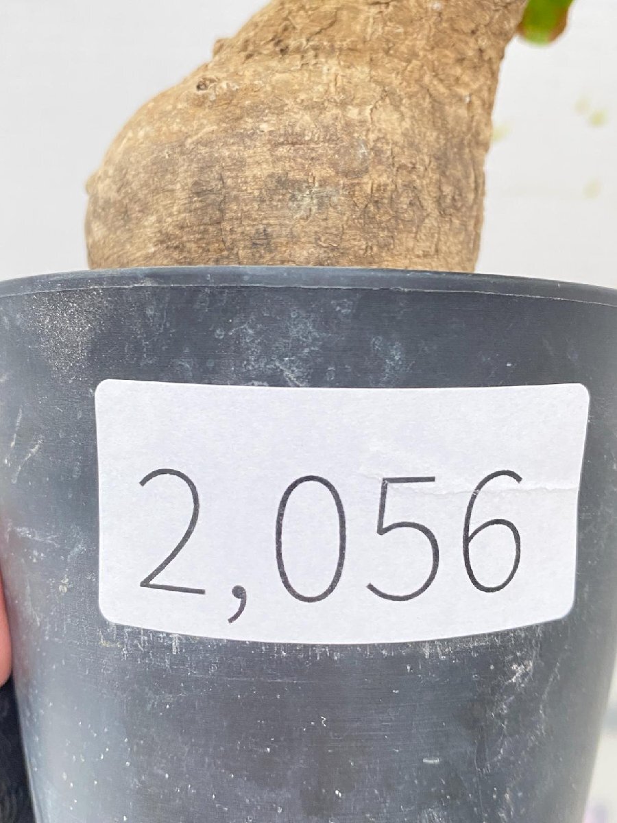 Yahoo!オークション - 2056 「多肉植物」ユーフォルビア プリムリフォ...