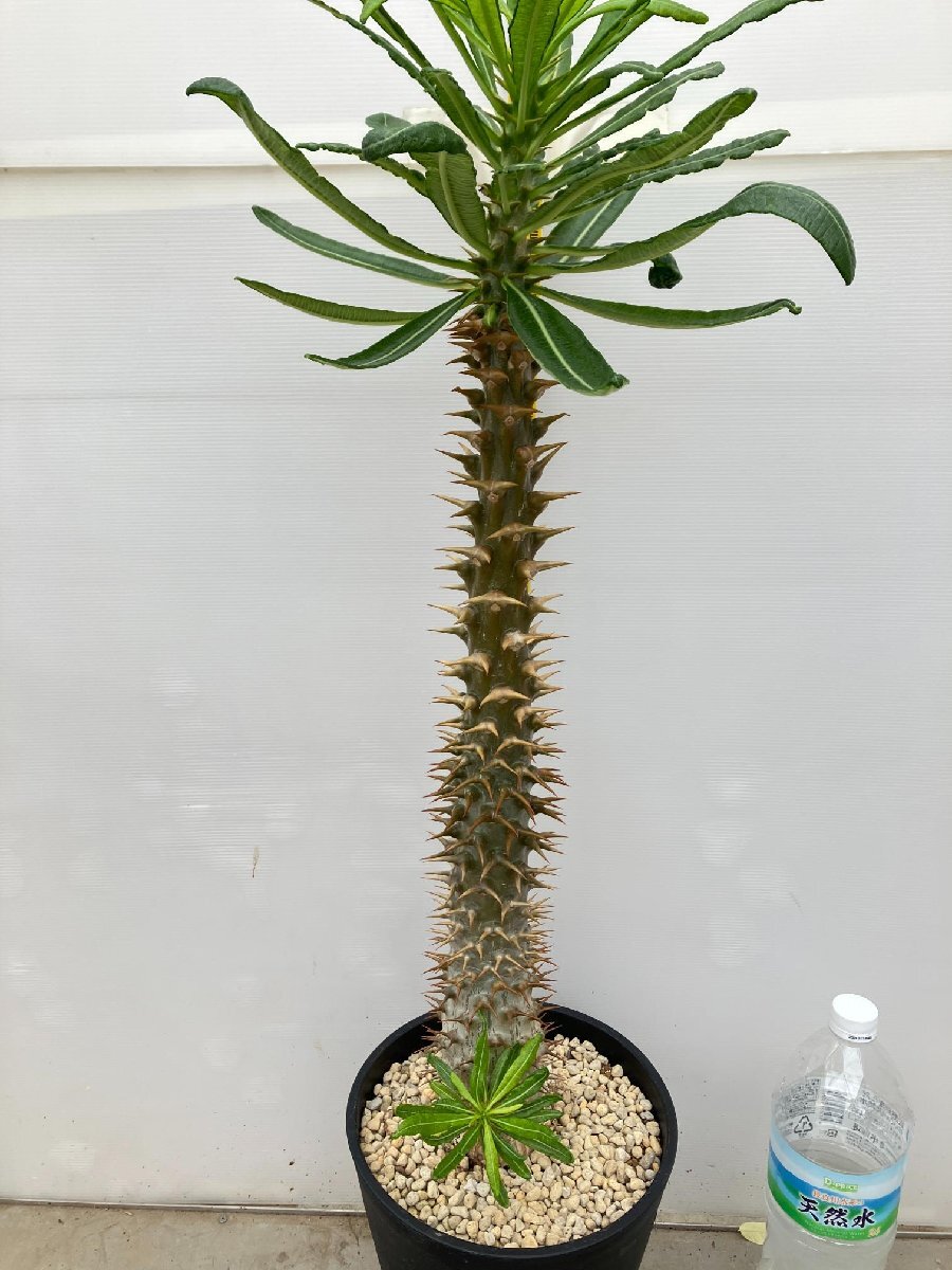 Yahoo!オークション - 2817 「実生」パキポディウム アンボンゲンセ 植...