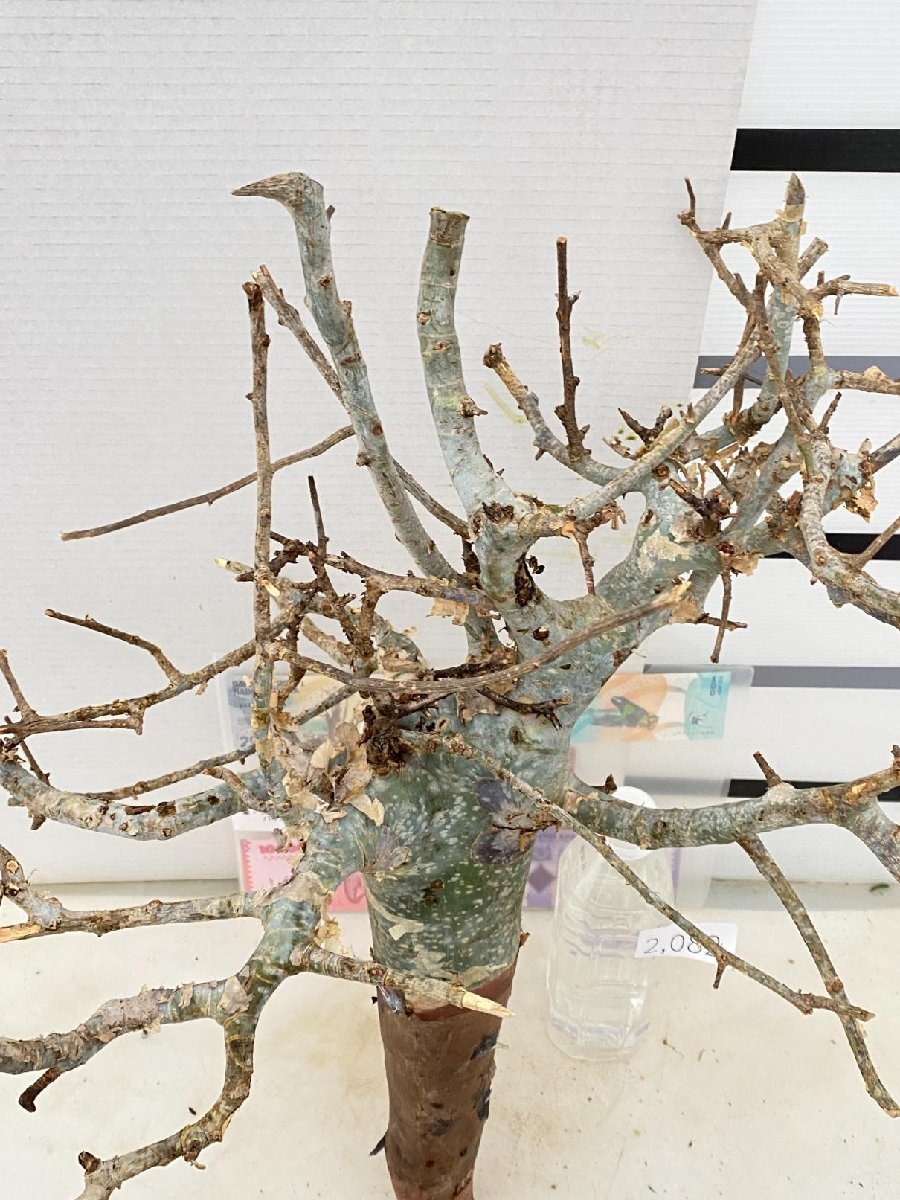 2082 塊根植物 コミフォラ ホルトジアナ 抜き苗 海外紙幣プレゼントイベント開催 8/30最新到着 厳選株 Commiphora holtziana(その他)｜売買されたオークション情報 ...