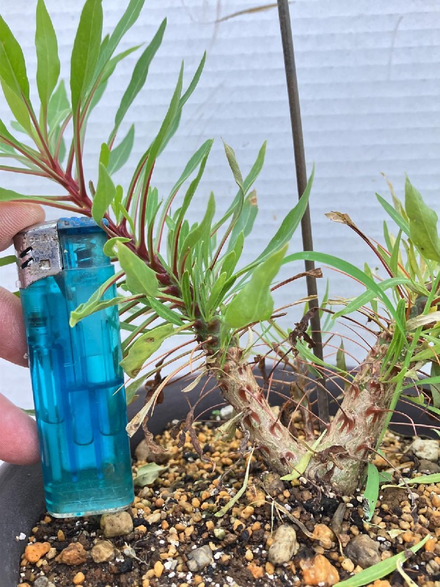 4942 実生 フォークイエリア プルプシー大 塊根植物 Fouquieria purpusii 葉落ちする(観葉植物)｜売買されたオークション情報、yahooの商品情報をアーカイブ公開 ...