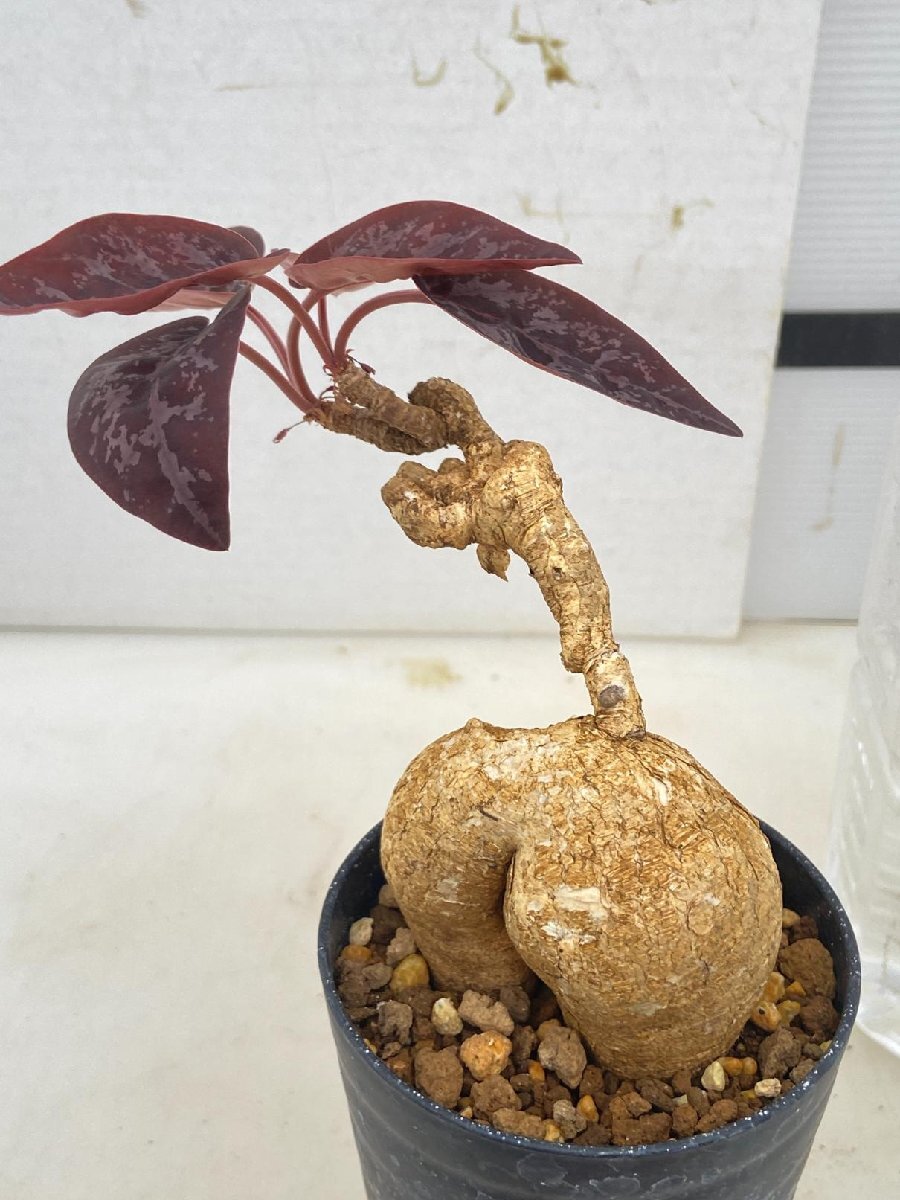 Yahoo!オークション - 4773 「多肉植物」ユーフォルビア ラバティ レッ...