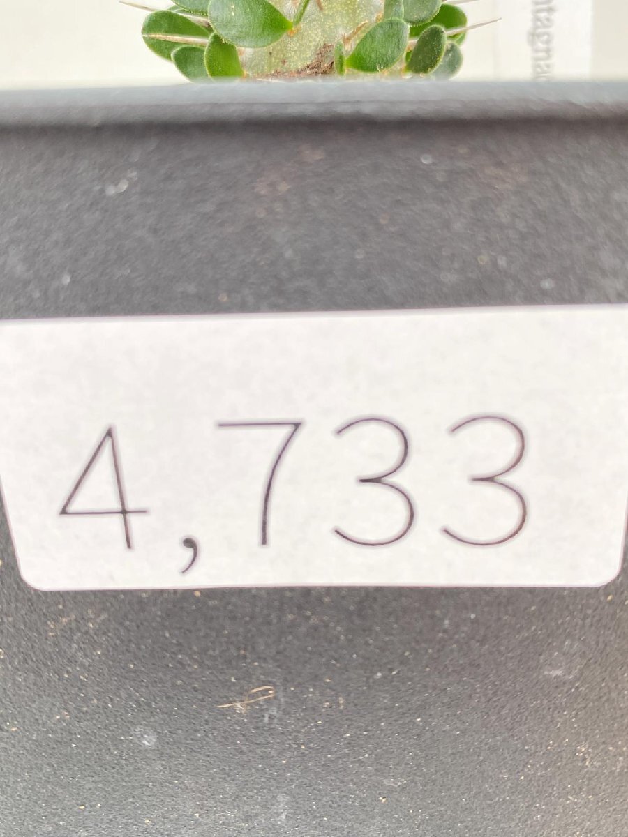 Yahoo!オークション - 4733 「多肉植物I」アローディア モンタグナッキ...