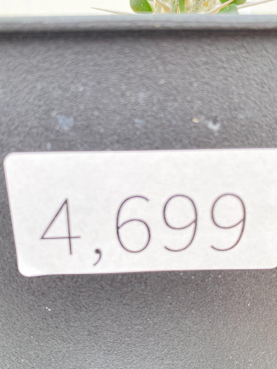 Yahoo!オークション - 4699 「多肉植物I」アローディア モンタグナッキ...