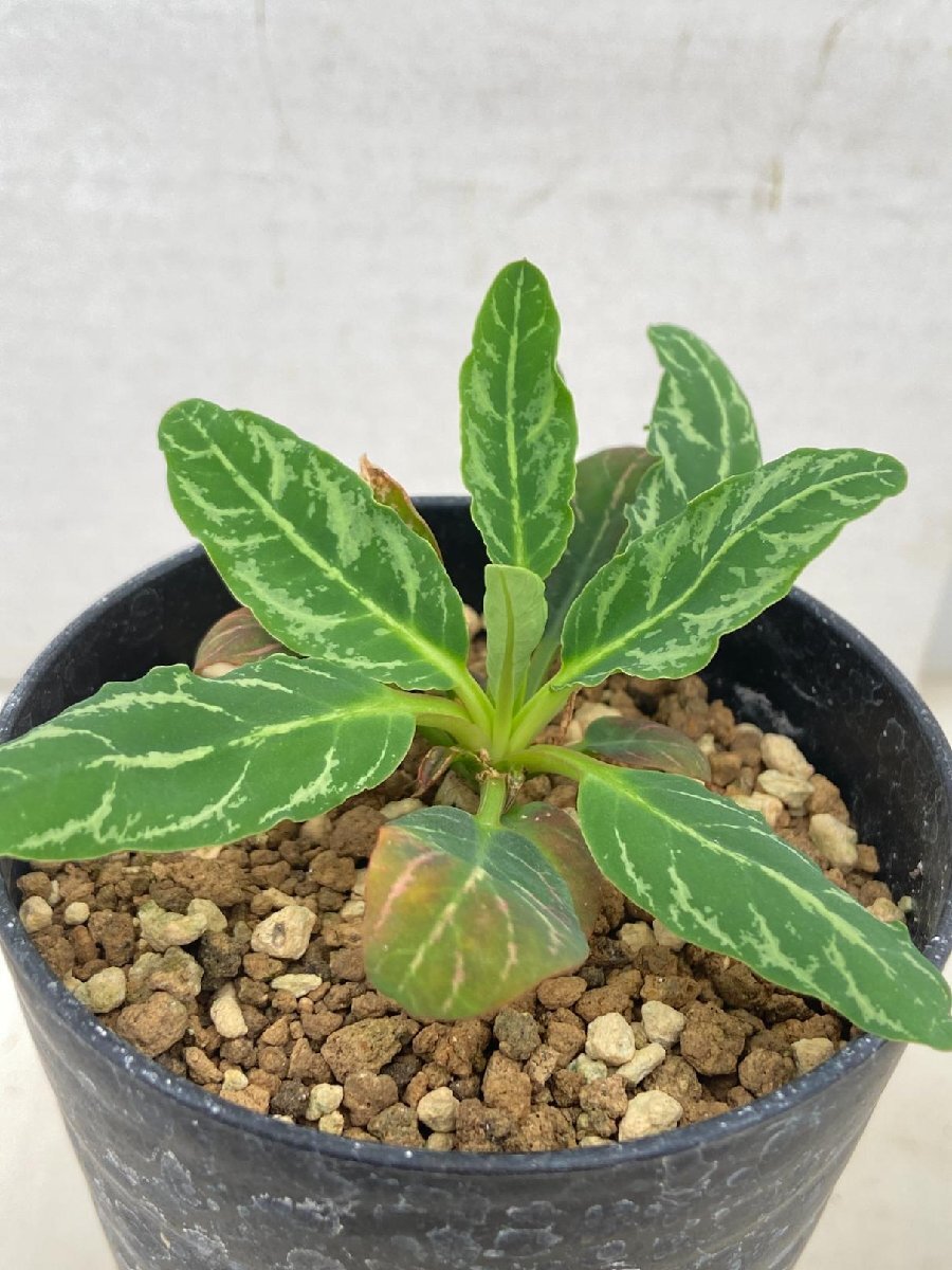 Yahoo!オークション - 4752 「実生】ユーフォルビア フィッシュスケー...