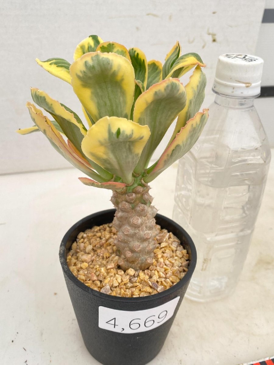 Yahoo!オークション - 4669 「多肉植物F」ユーフォルビア ポイゾニー ...