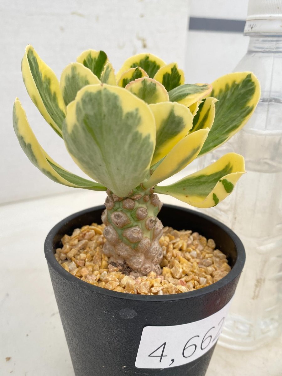 Yahoo!オークション - 4662 「多肉植物F」ユーフォルビア ポイゾニー ...