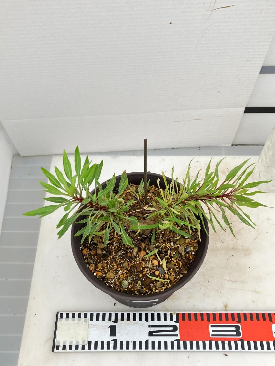 4942 実生 フォークイエリア プルプシー大 塊根植物 Fouquieria purpusii 葉落ちする(観葉植物)｜売買されたオークション情報、yahooの商品情報をアーカイブ公開 ...
