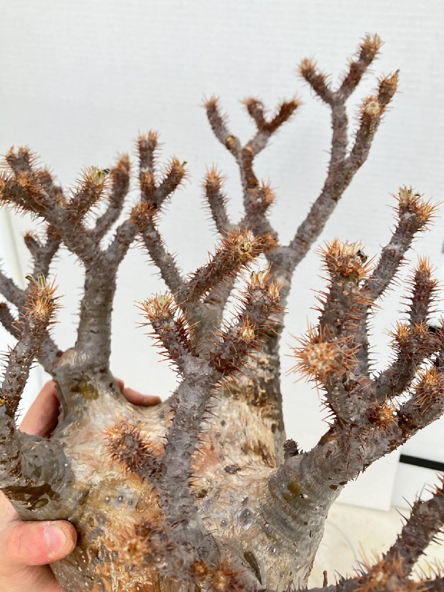 Yahoo!オークション - 6506 「塊根植物」パキポディウム グラキリスL ...