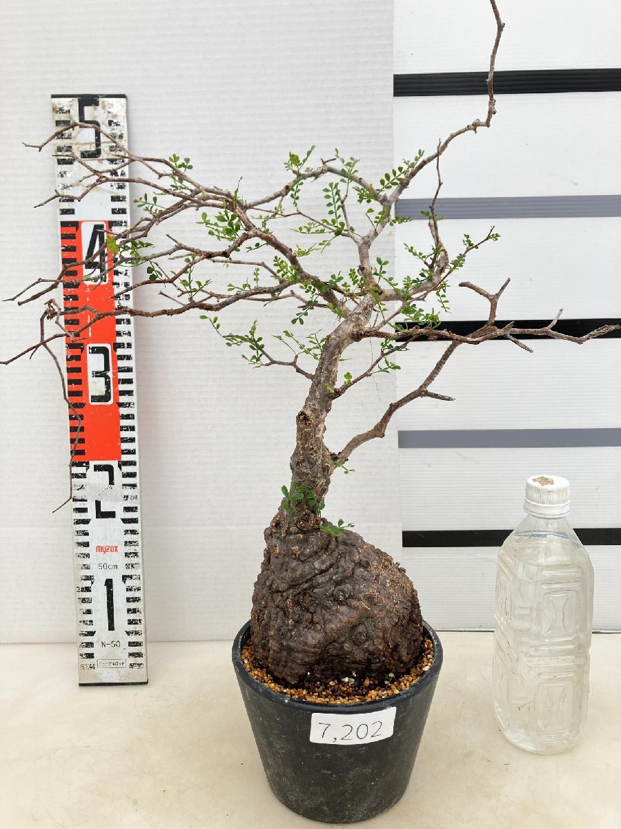 Yahoo!オークション - 7202 「塊根植物」オペルクリカリア パキプス 植...