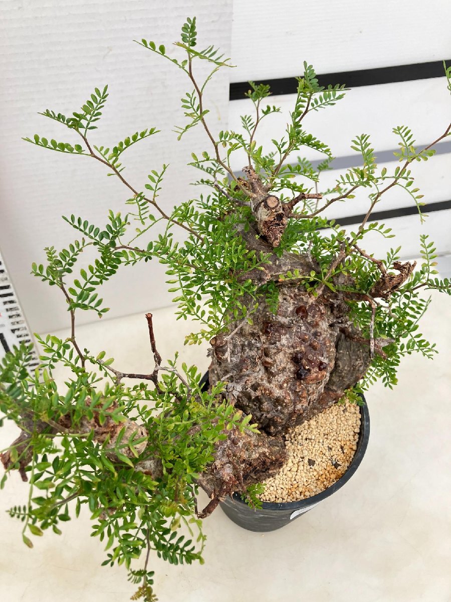 Yahoo!オークション - 7204 「塊根植物」オペルクリカリア パキプス多...