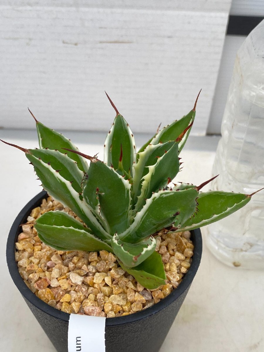 Yahoo!オークション - 8602 「多肉植物F」アガベ キュービック 斑入り...