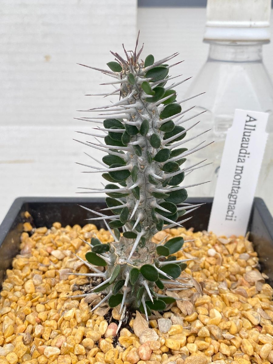 Yahoo!オークション - 8680 「多肉植物I」アローディア モンタグナッキ...