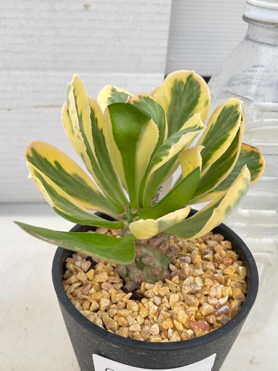 Yahoo!オークション - 8632 「多肉植物F」ユーフォルビア ポイゾニー ...