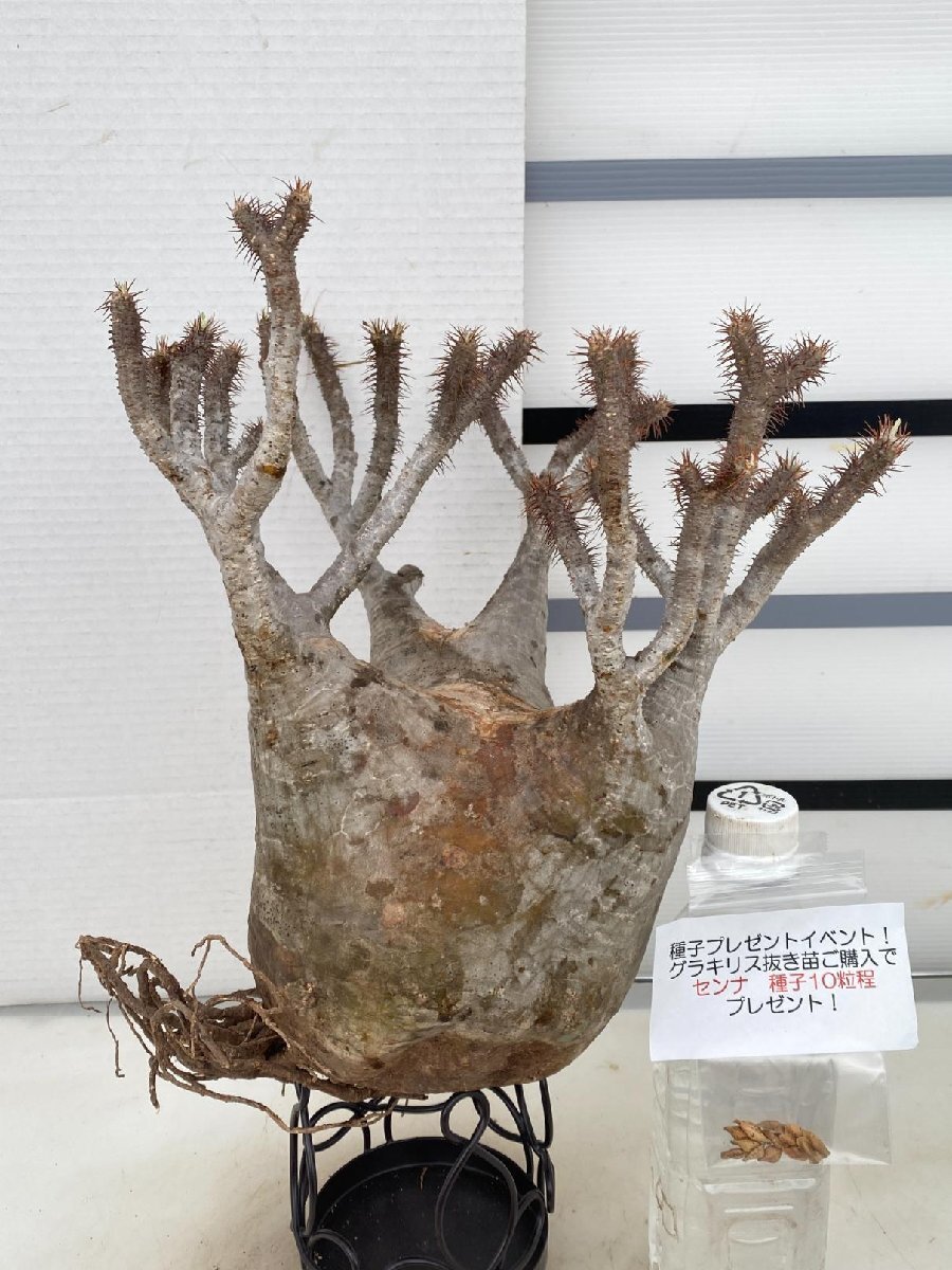 Yahoo!オークション - 8787 「塊根植物」パキポディウム グラキリスL ...