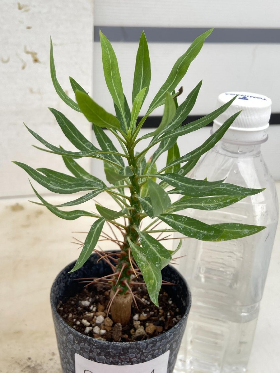 Yahoo!オークション - 8484 「実生」フォークイエリア プルプシー【塊...